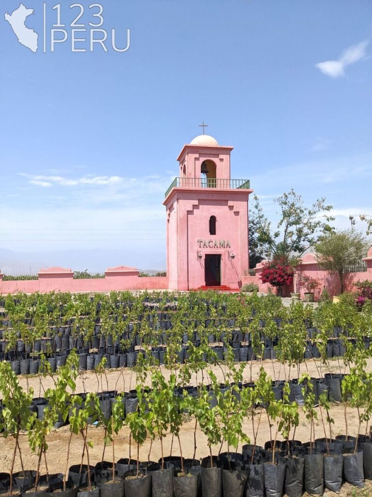 Visitar las Bodegas y Viñedos: Enoturismo en Ica - 123 Peru