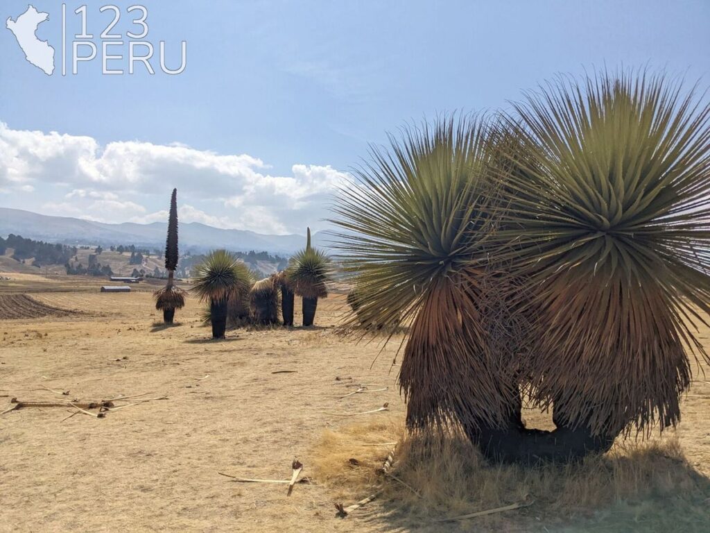 Bosque de Puya de Raimondi: La Flor más grande del mundo - 123 Peru