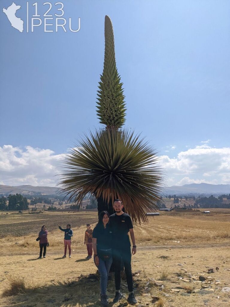 Bosque de Puya de Raimondi: La Flor más grande del mundo - 123 Peru