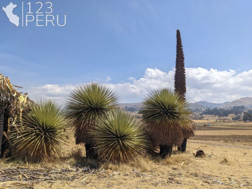 Bosque de Puya de Raimondi: La Flor más grande del mundo - 123 Peru