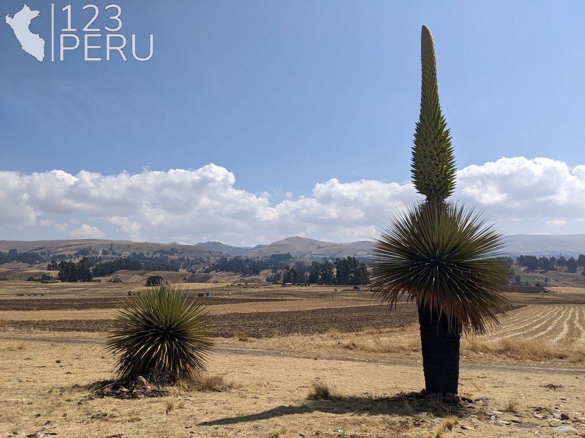 Bosque de Puya de Raimondi: La Flor más grande del mundo - 123 Peru